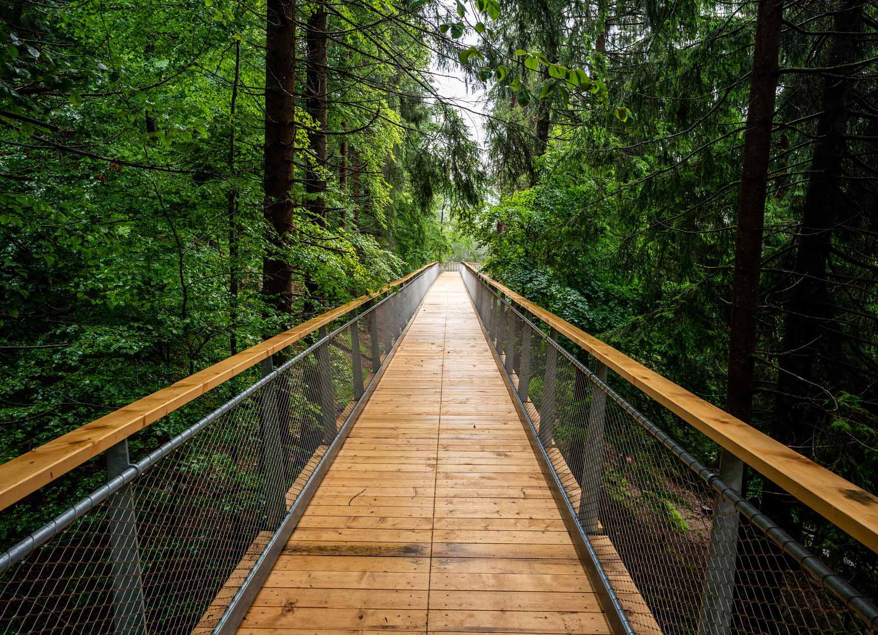 This Treetop Walkway Is World s Longest And A Must See Attraction